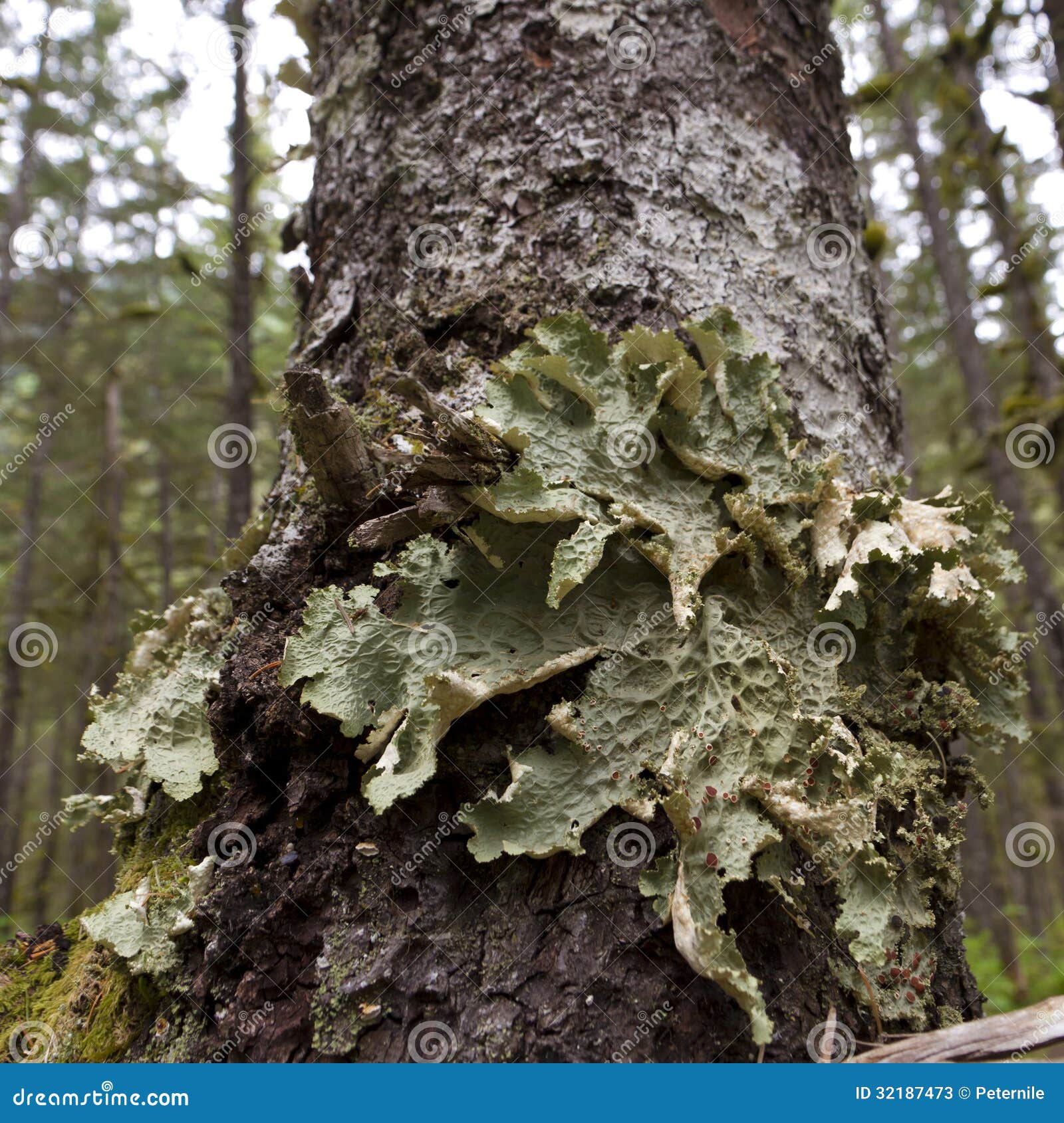 Moss on tree stock image. Image of forest, plant, green - 32187473