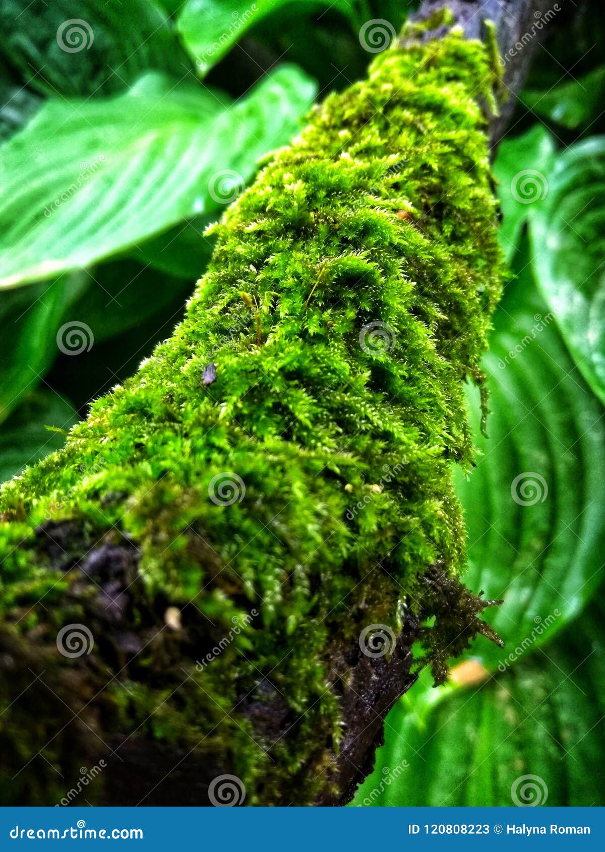 Moss on the tree stock image. Image of surface, close - 120808223
