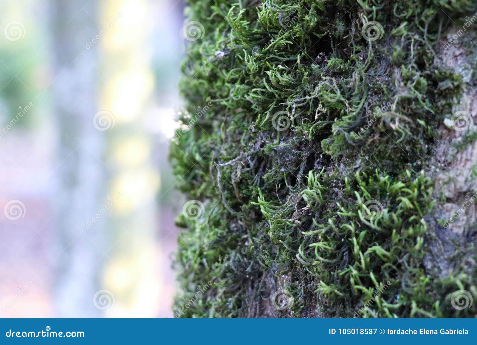 Moss on Tree in the Close Up Stock Image - Image of close, macro: 105018587