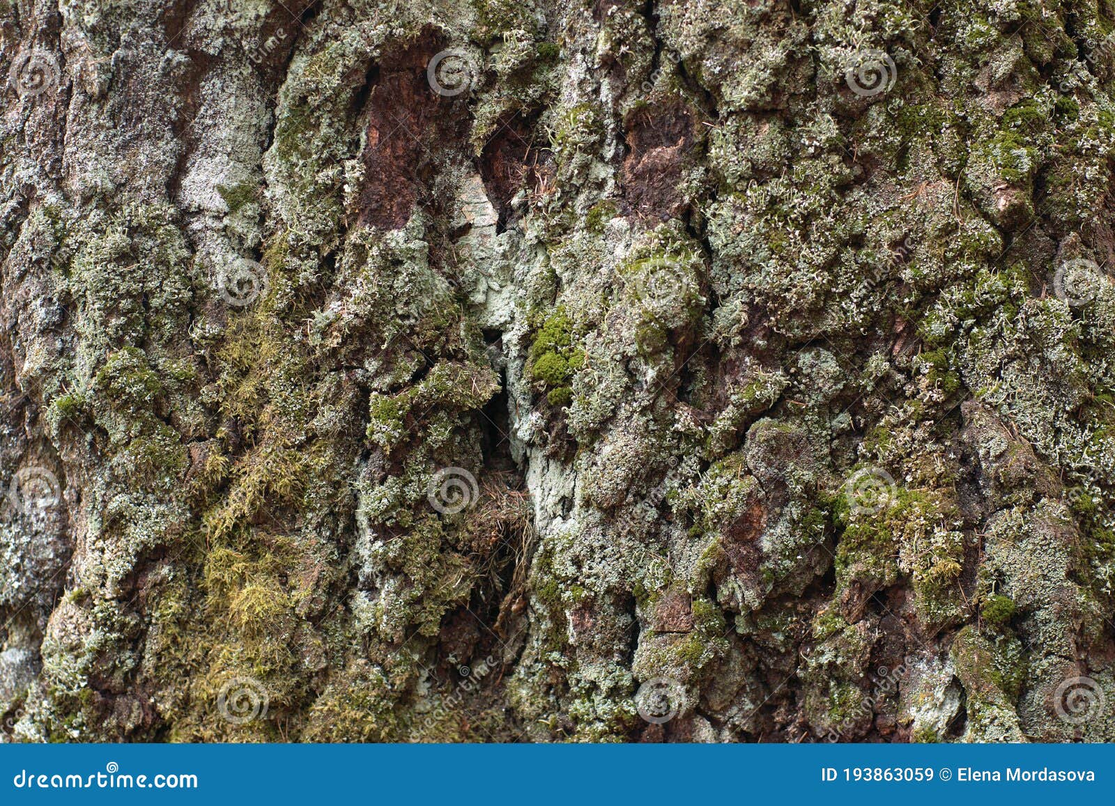 Moss on a Tree of Different Shades Stock Image - Image of tree ...