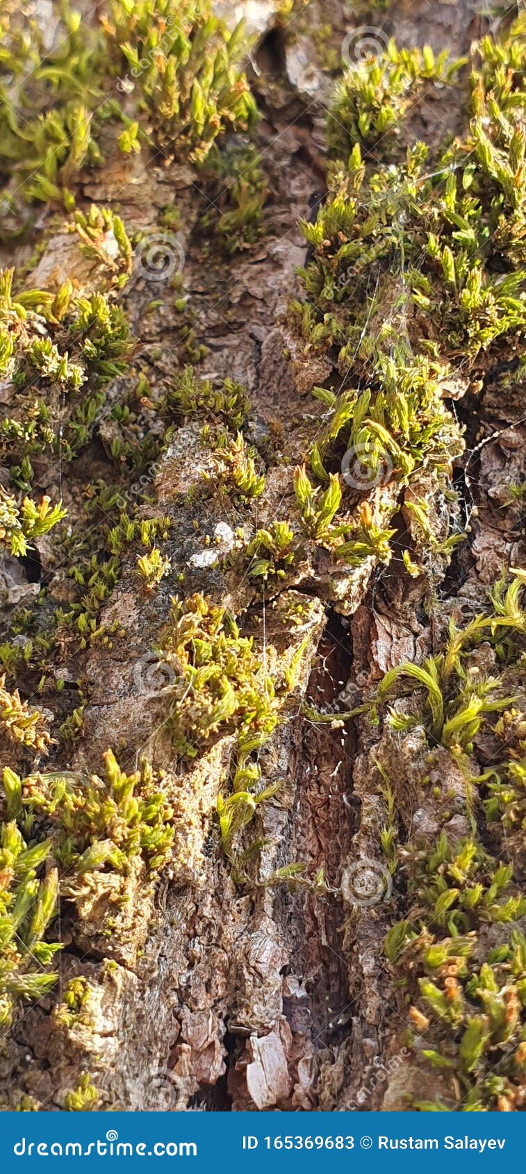 Moss Tree Forest Autumn Old Stock Image - Image of tree, forest: 165369683