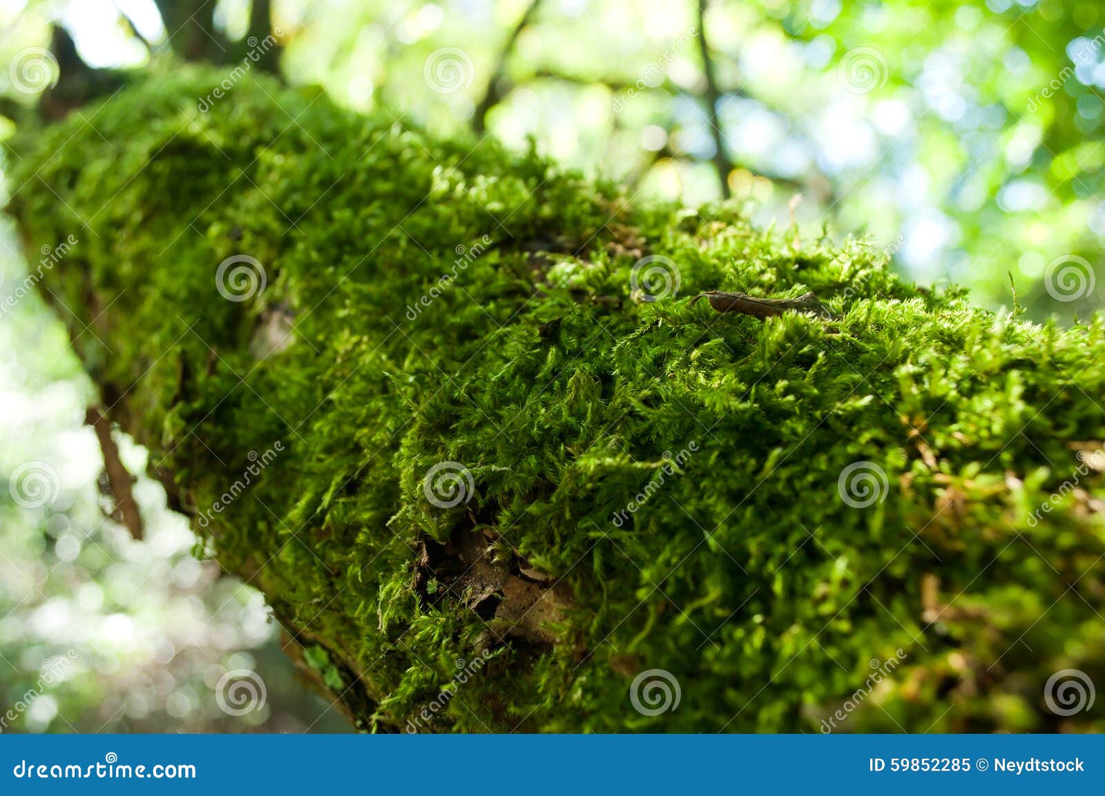 Moss on tree in the forest stock image. Image of bryophytes - 59852285
