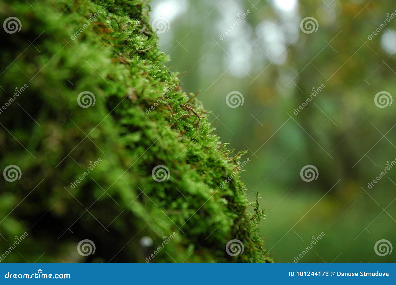 Moss on a Tree in the Forest Stock Image - Image of autumn, climbing ...