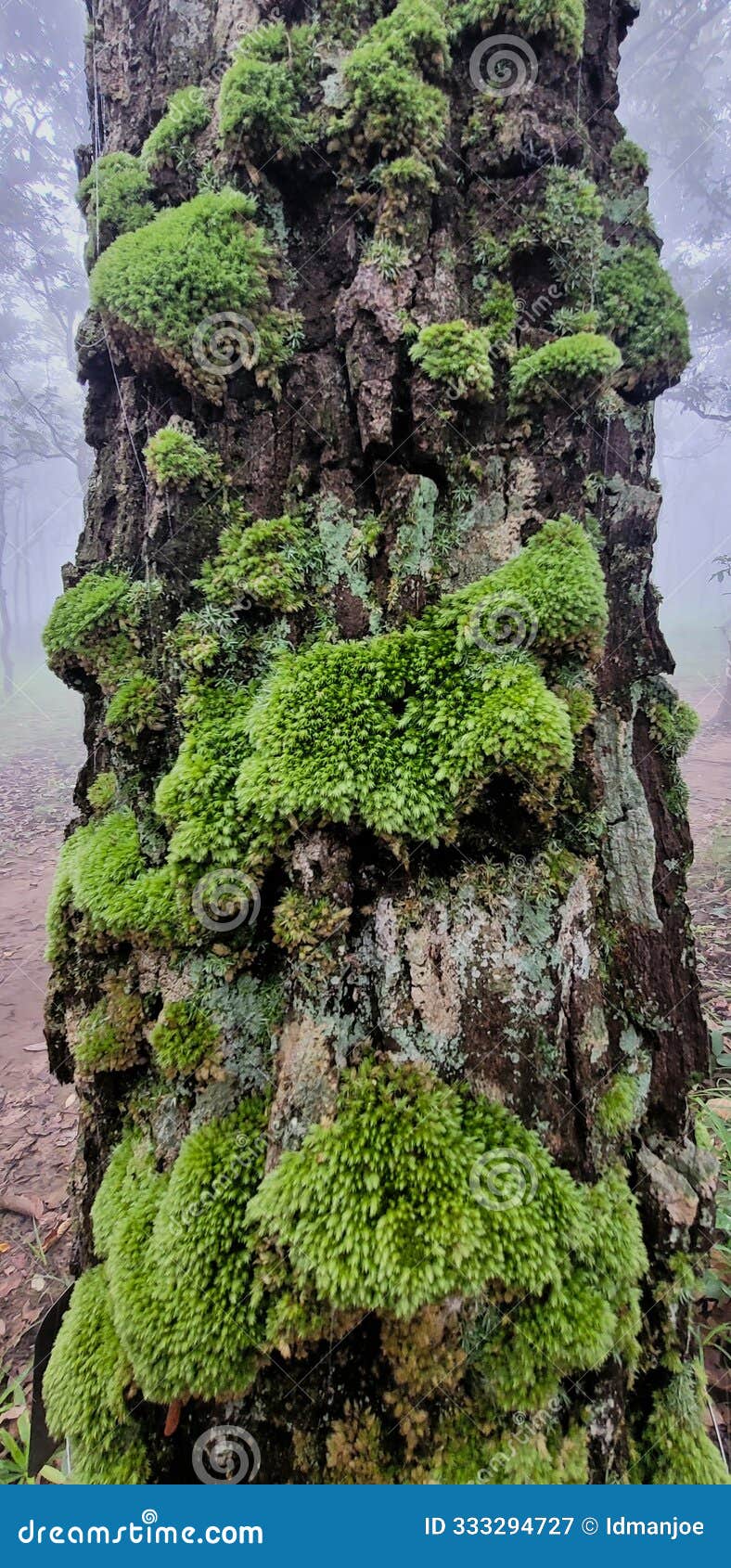 Moss on the tree stock image. Image of tree, thailand - 333294727