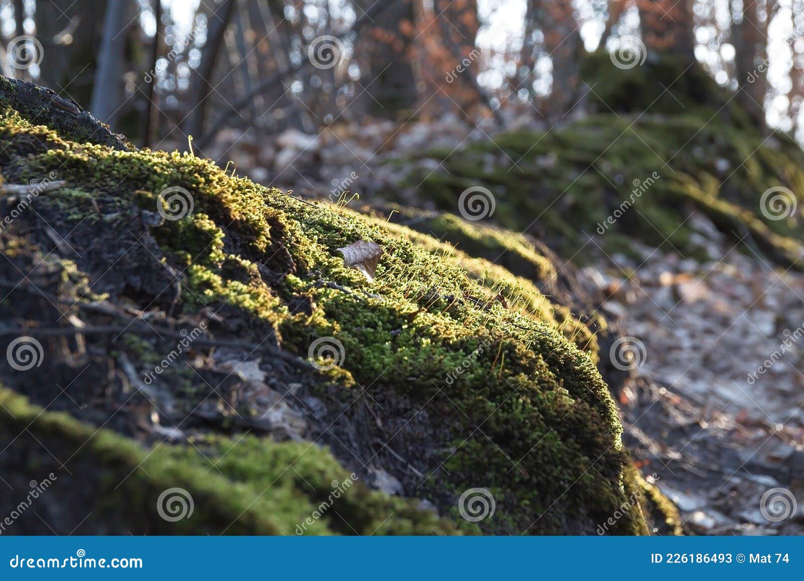Moss on tree in forest stock image. Image of water, green - 226186493