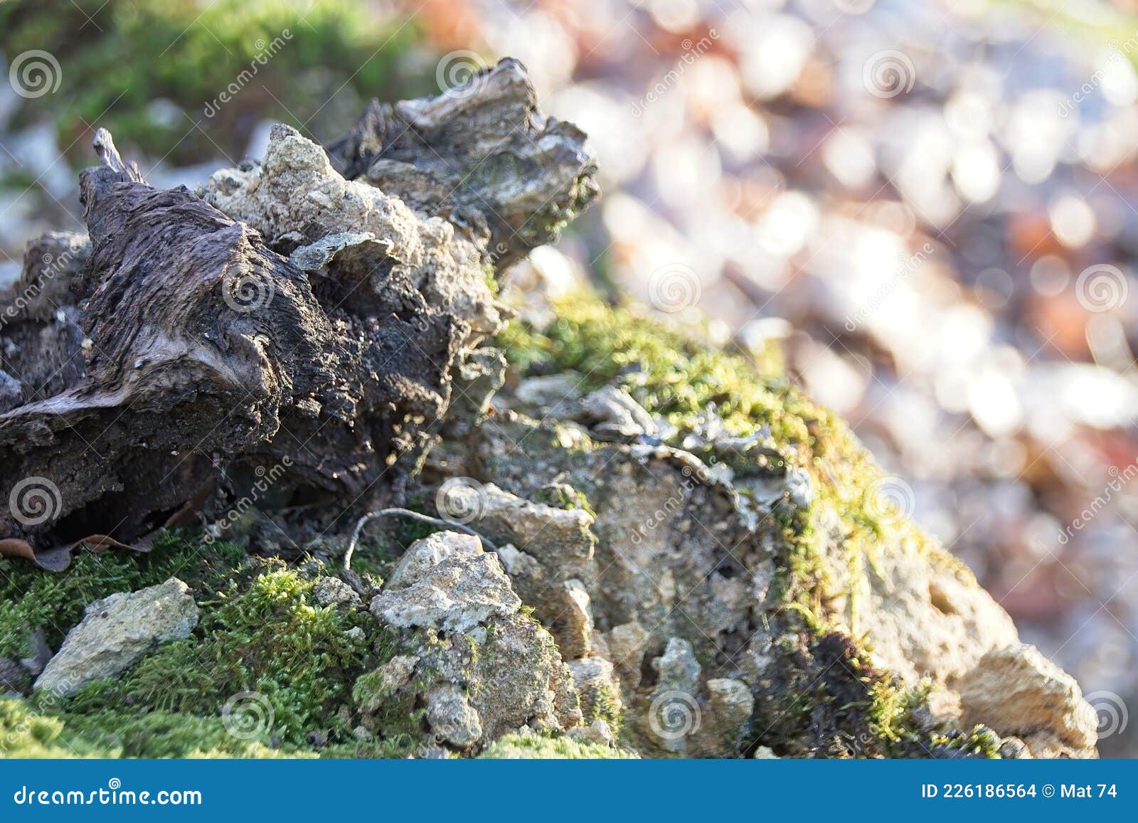 Moss on tree in forest stock photo. Image of autumn - 226186564