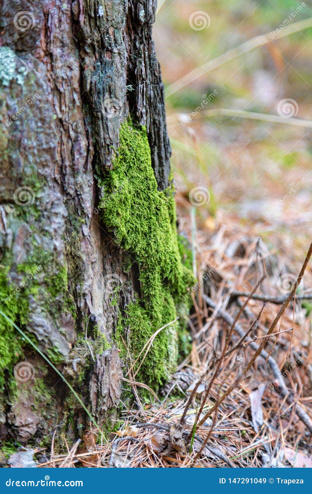 Moss on a Tree in the Forest Stock Image - Image of foliage, natural ...