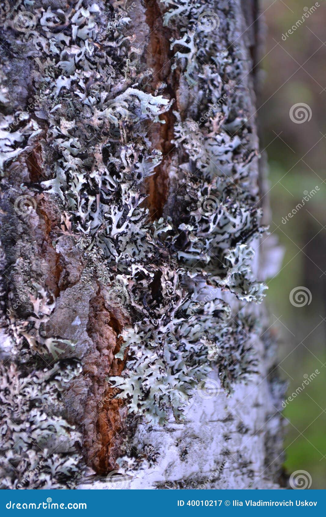 Moss on a tree stock image. Image of wood, recreation - 40010217