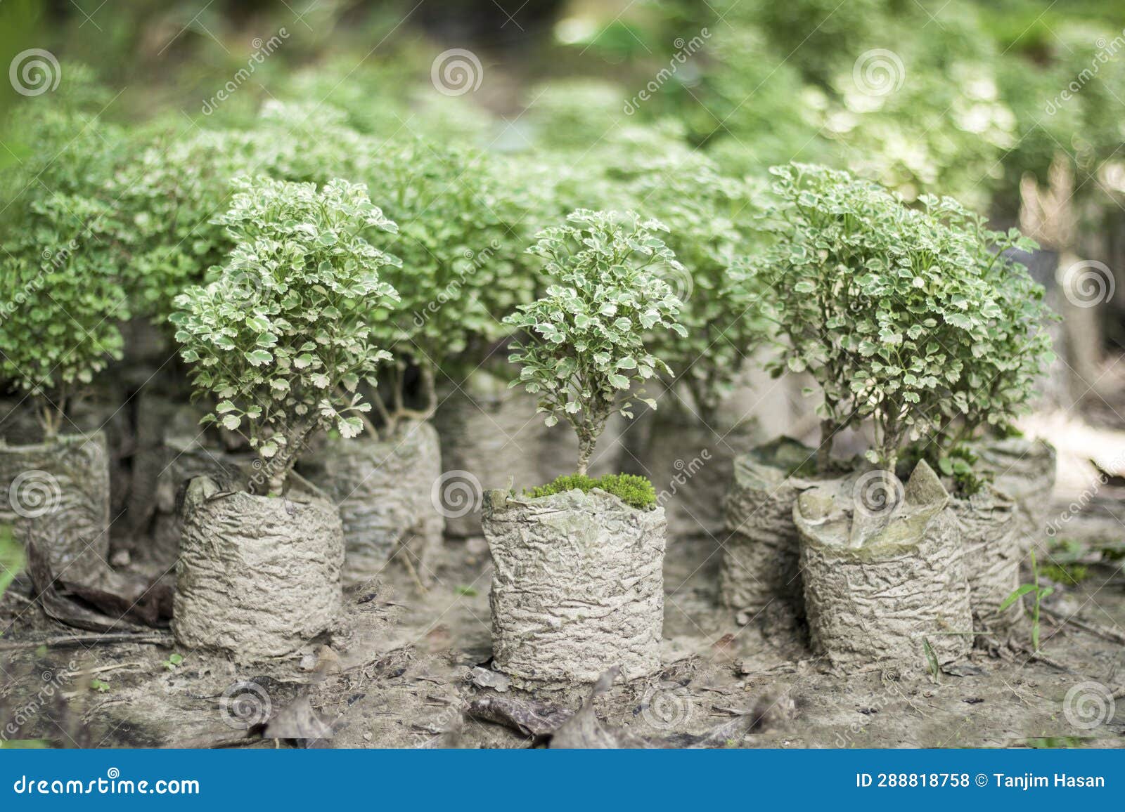 Moss on Tree, Lots of Young Tree Growing in the Nursery, Stock Photo ...