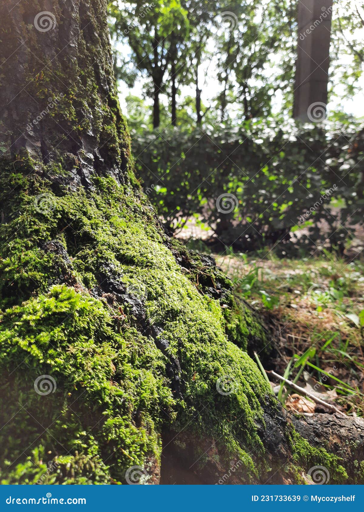 Moss on the tree stock image. Image of woodland, moss - 231733639