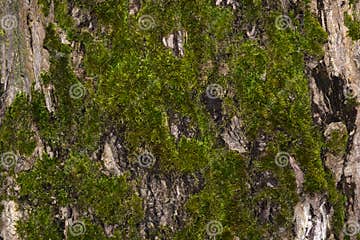 Moss on a tree stock image. Image of pattern, forest - 81470225