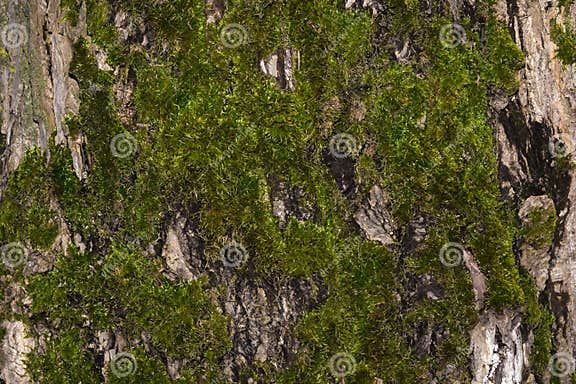Moss on a tree stock image. Image of pattern, forest - 81470225