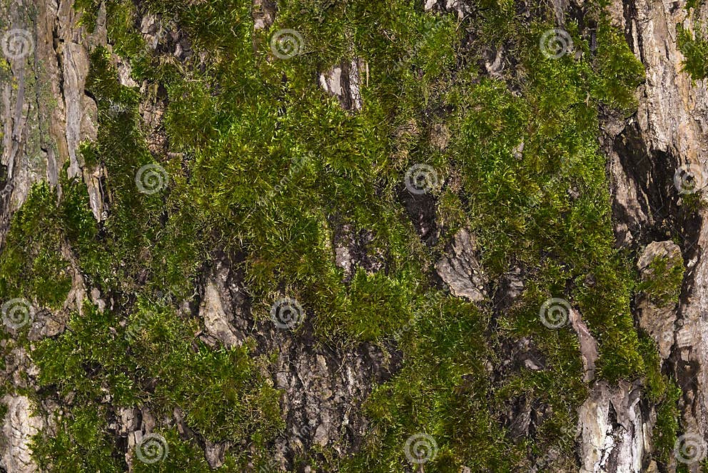 Moss on a tree stock image. Image of pattern, forest - 81470225