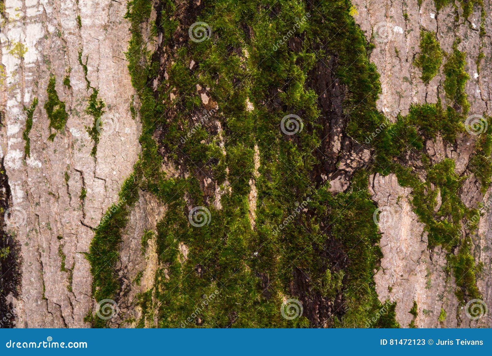 Moss on a tree stock image. Image of environment, roots - 81472123