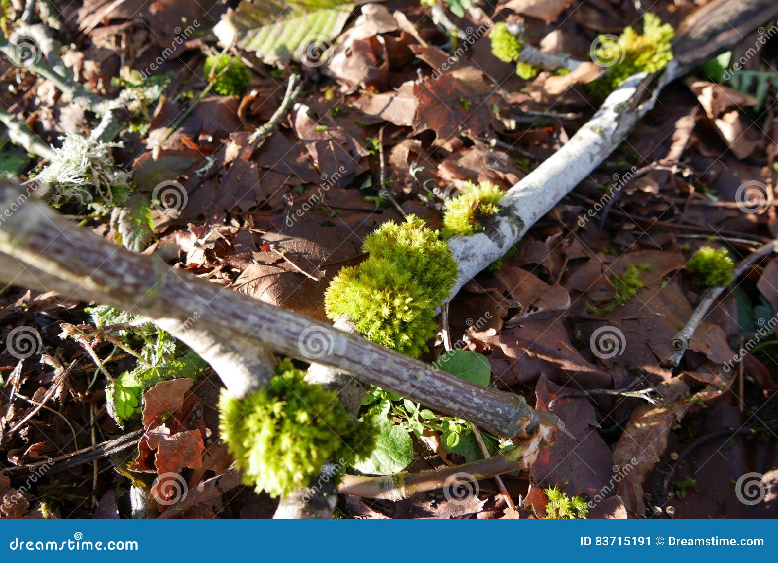 Moss on Tree in Oregon stock image. Image of forest, blue - 83715191