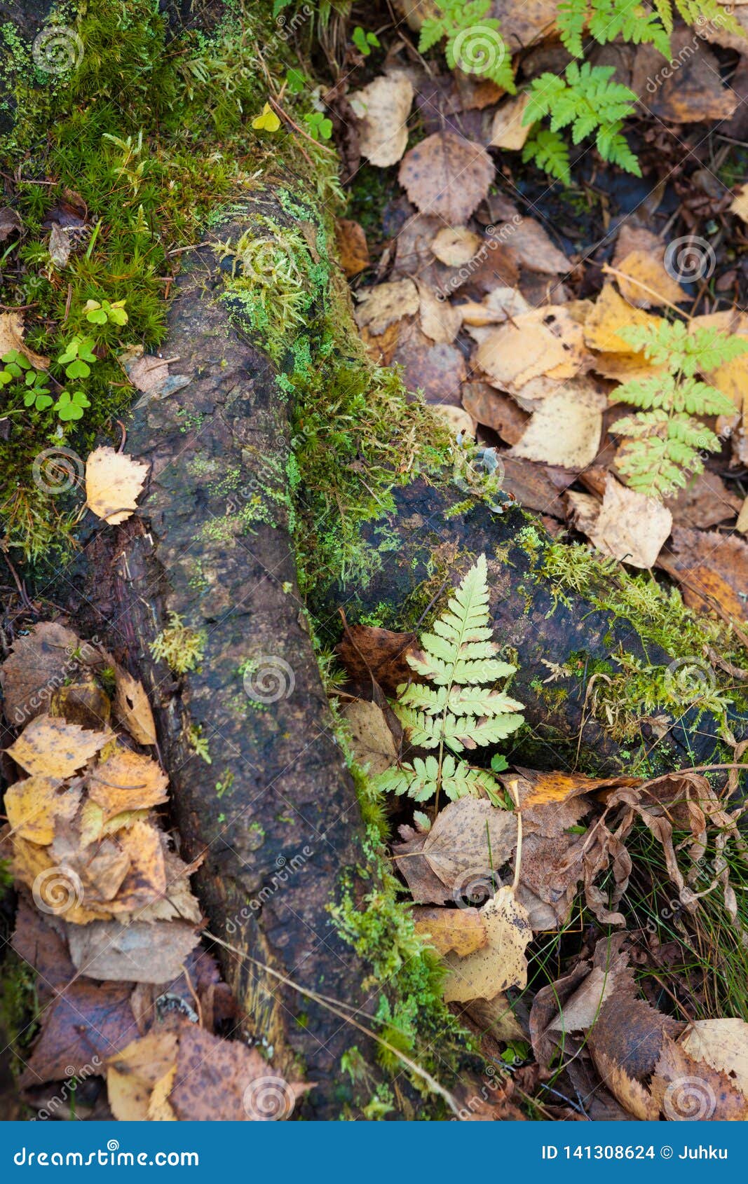Moss on Tree Root in the Forest Stock Photo - Image of close, nature ...