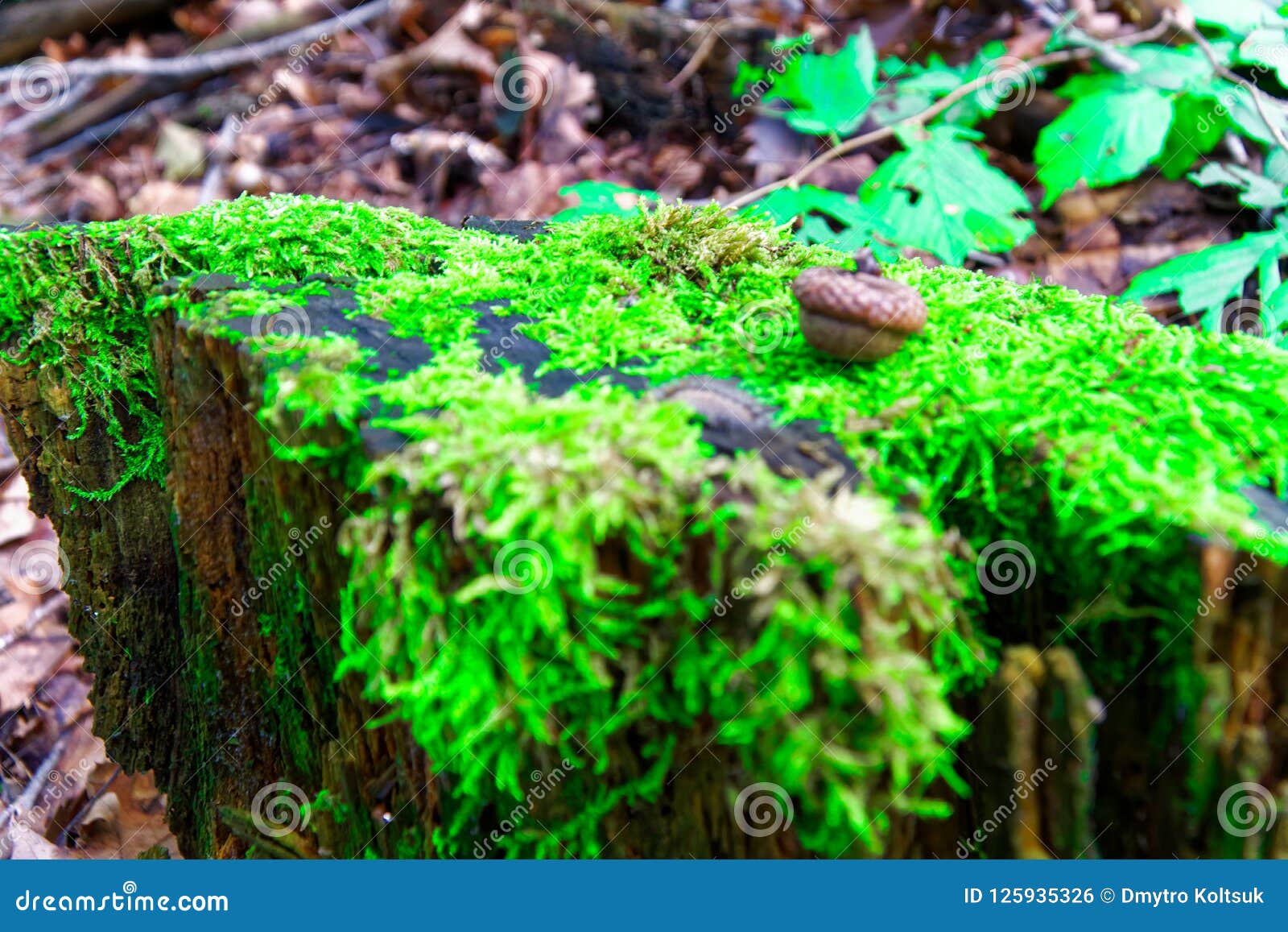 Moss on Tree Roots, Branch and Log in a Green Forest or Moss on Tree ...