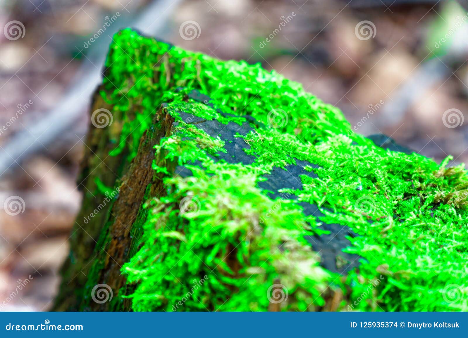 Moss on Tree Roots, Branch and Log in a Green Forest or Moss on Tree ...
