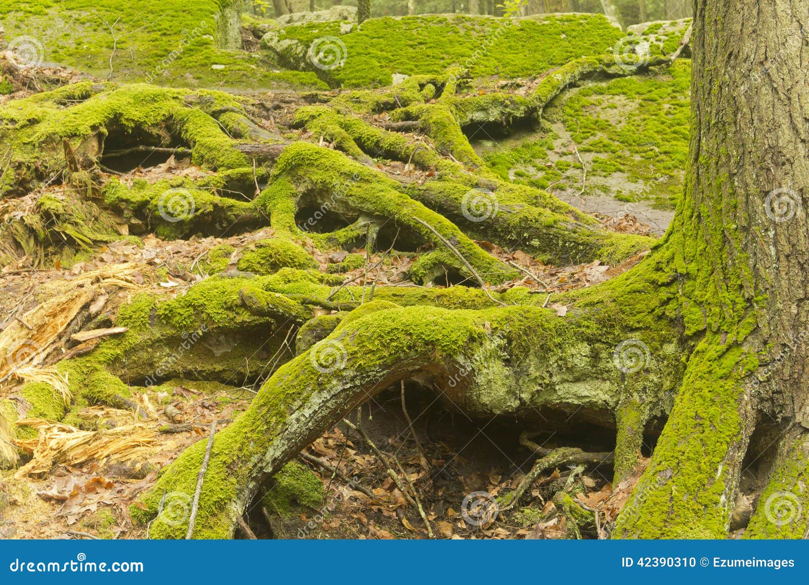 Moss Tree Roots Forest photo stock. Image du fond, grand - 42390310