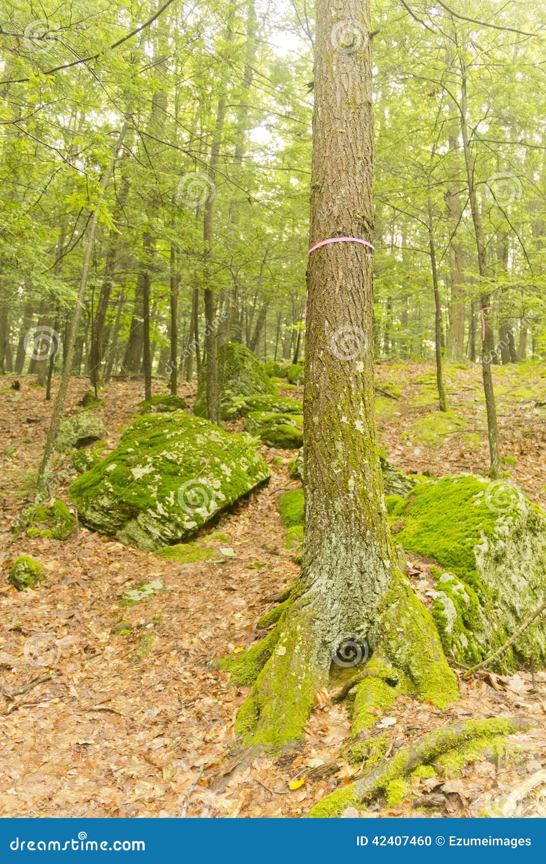 Moss Tree Roots Forest stock photo. Image of peaceful - 42407460