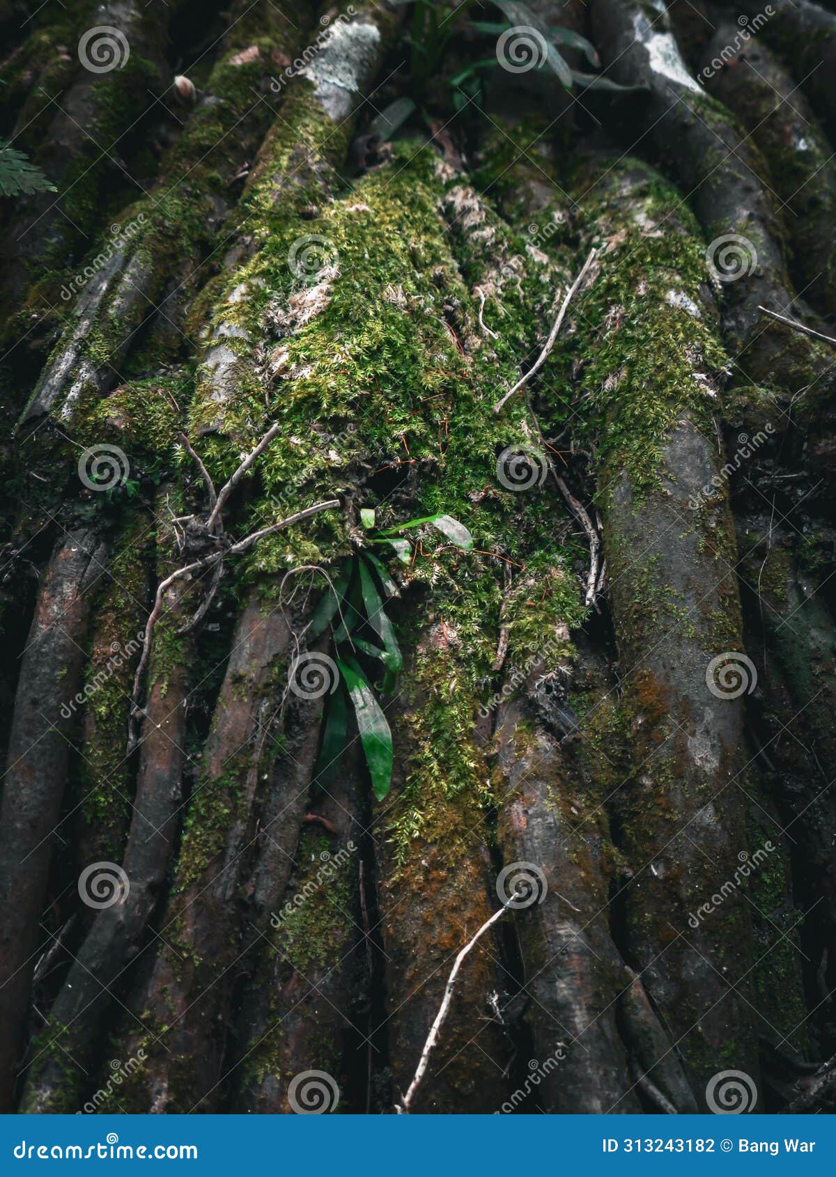Moss on tree roots stock photo. Image of tree, nature - 313243182