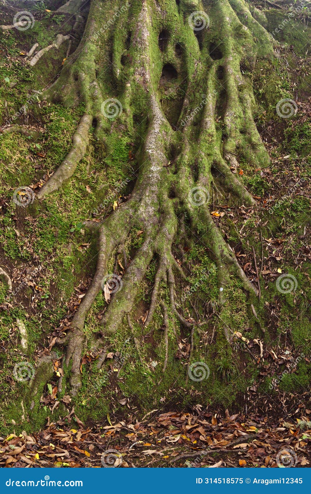 Moss and tree roots stock image. Image of environment - 314518575