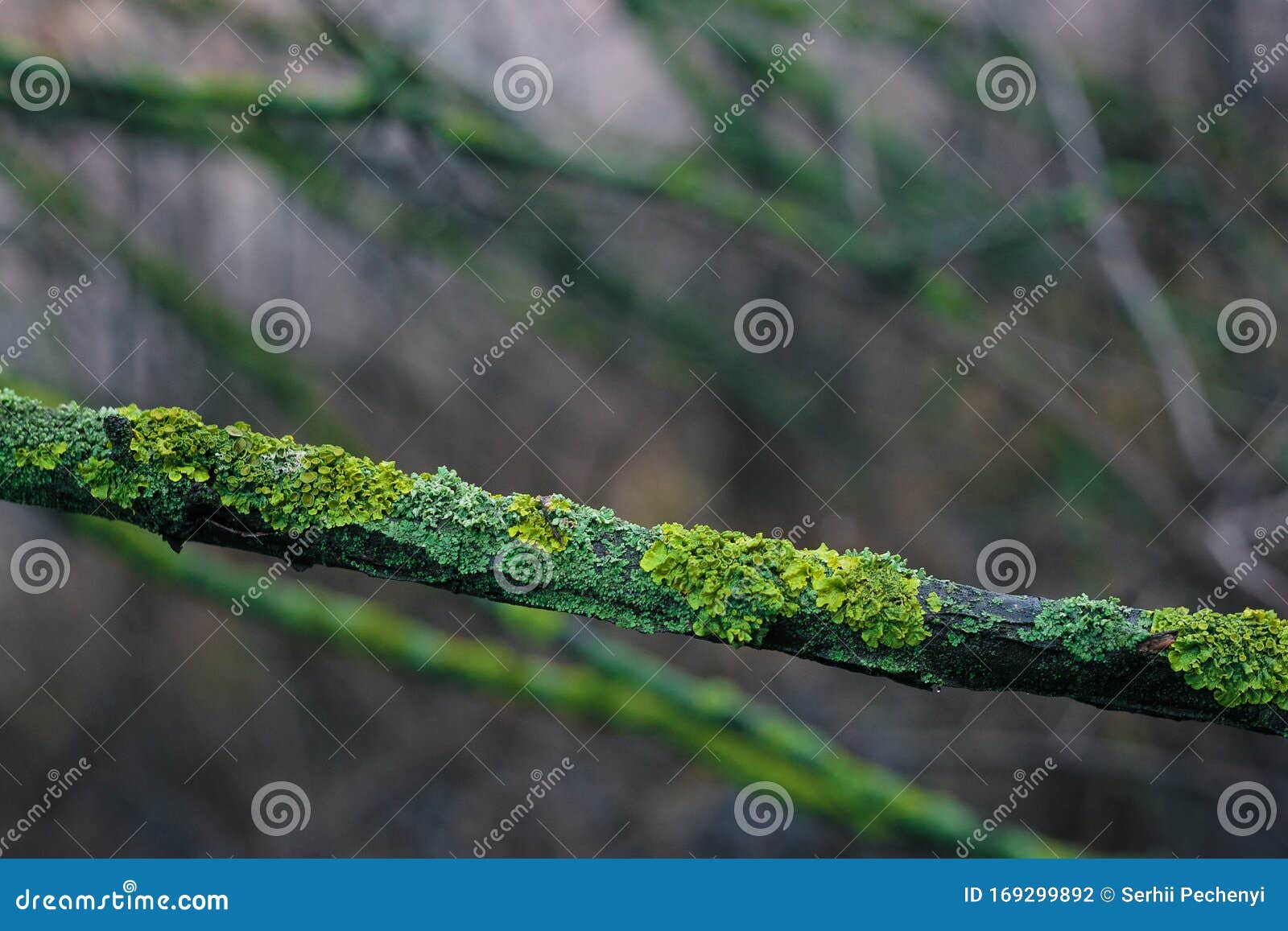 Moss on the tree`s branch stock photo. Image of vegetation - 169299892