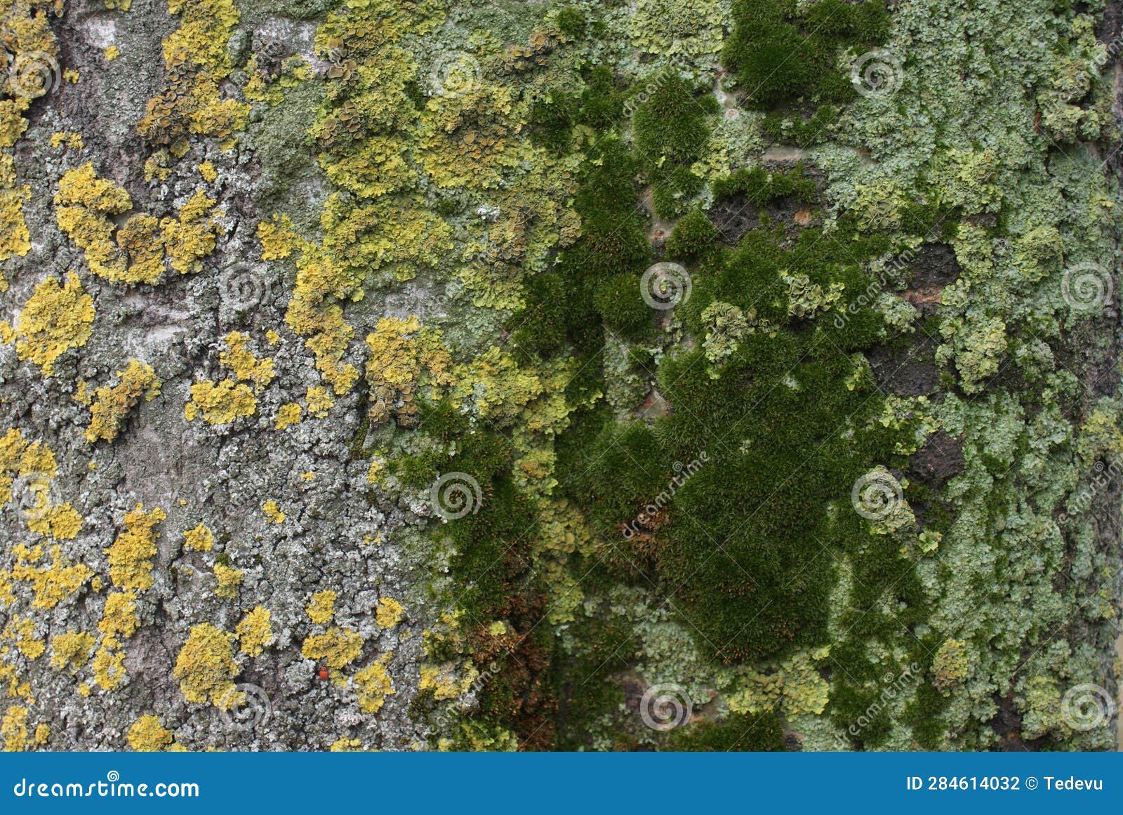 Moss on the Tree Shows the Way, Where To Go? Stock Photo - Image of ...