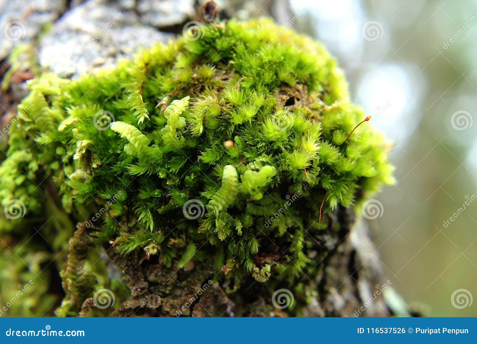 Moss Green in Nature on Tree Stock Photo - Image of moss, natural ...