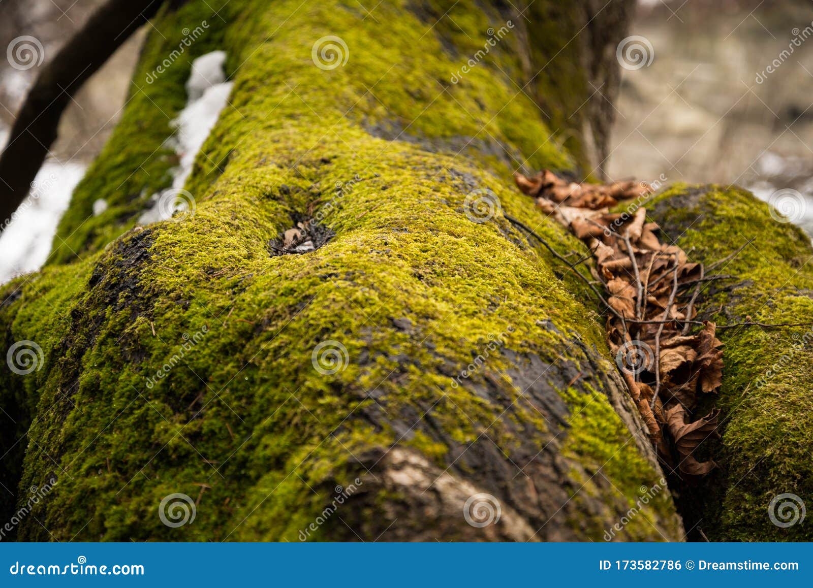 Moss on the Tree in Snowing Winter Stock Photo - Image of buildings ...