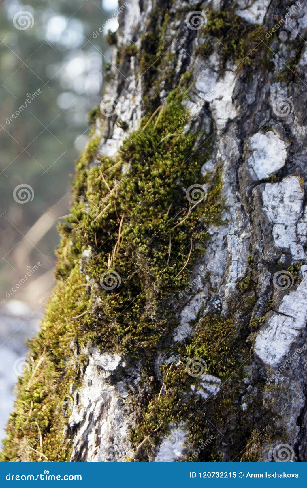 Moss on a tree spring stock image. Image of texture - 120732215