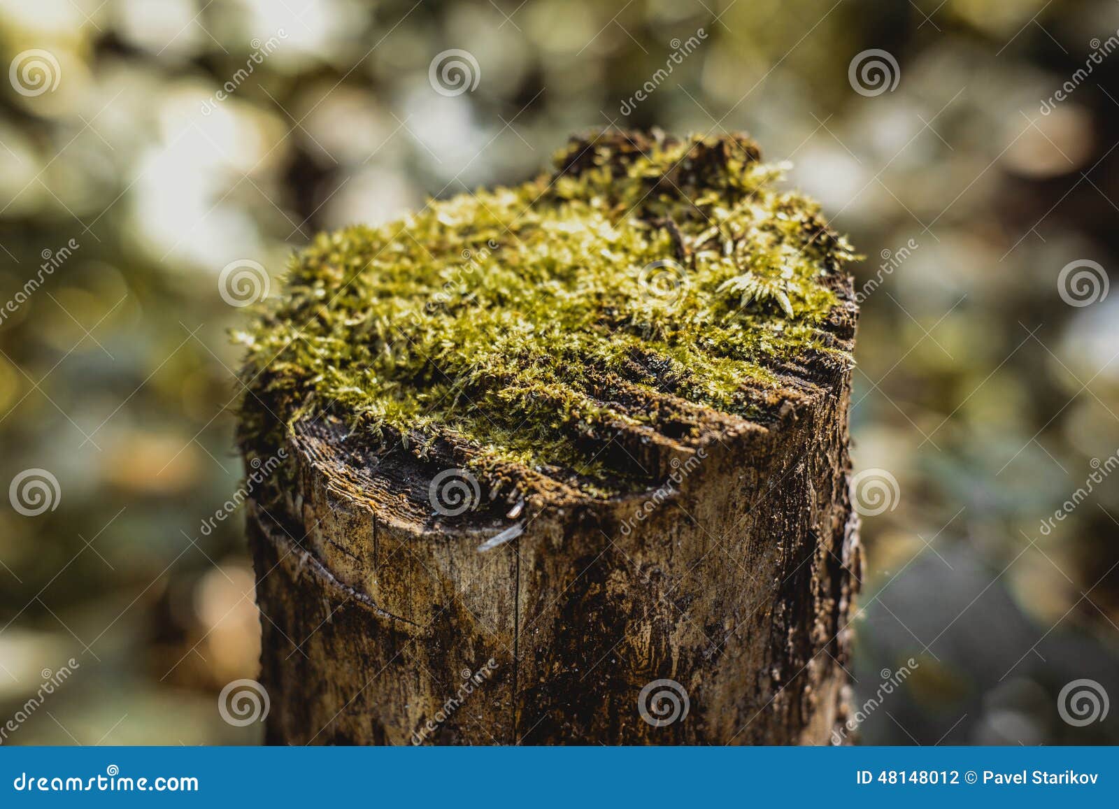 Moss on a tree stump stock photo. Image of life, forest - 48148012