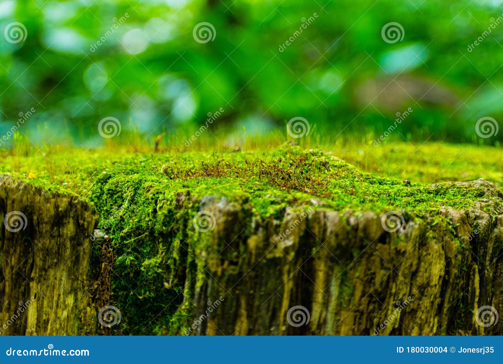 Moss Grows Atop a Tree Stump Stock Photo - Image of benton, crystal ...