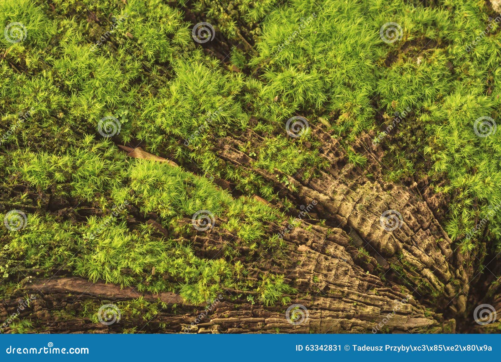 Moss on a tree stump stock image. Image of wooden, beautiful - 63342831