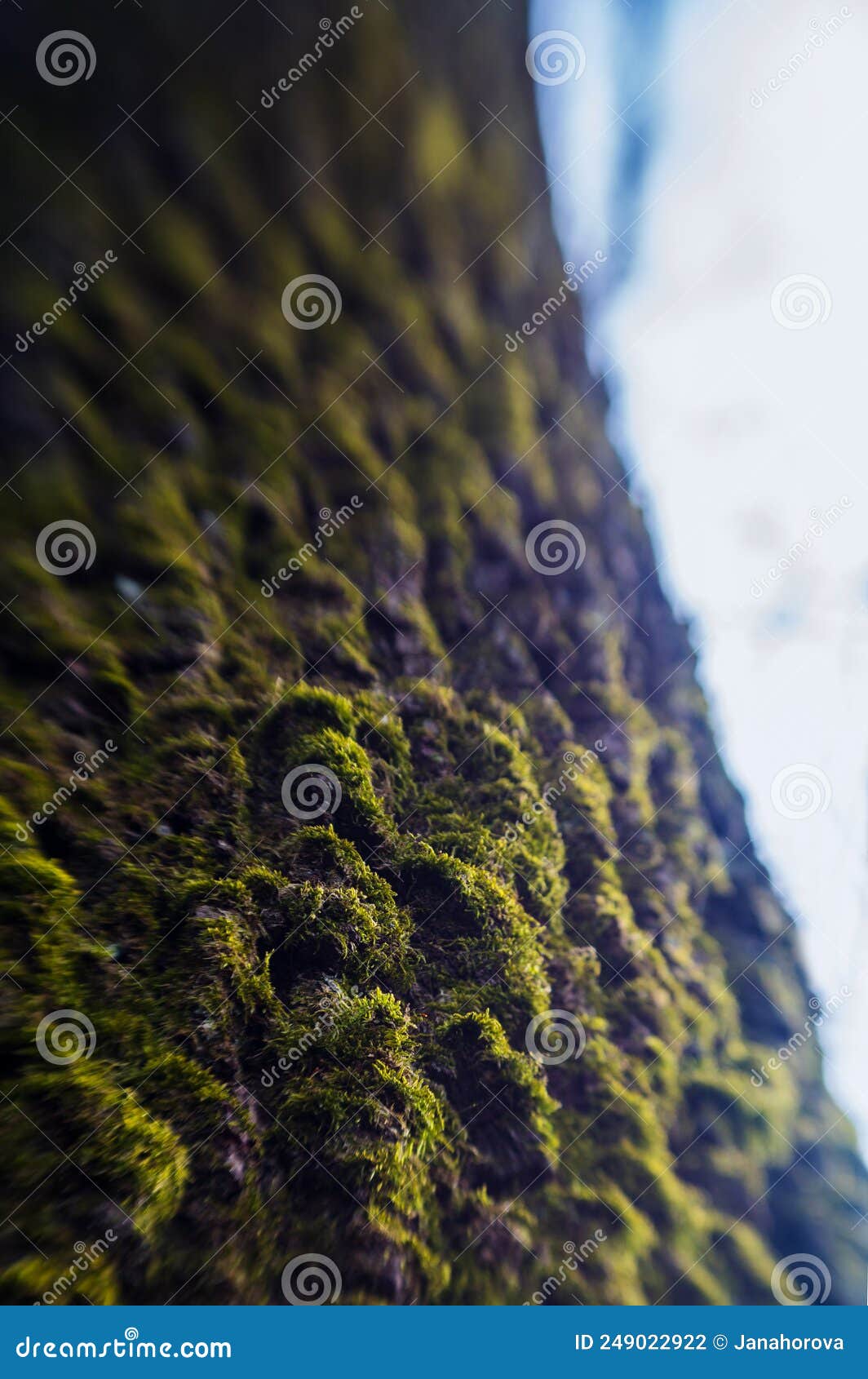 Moss on tree surface stock photo. Image of surface, growth - 249022922