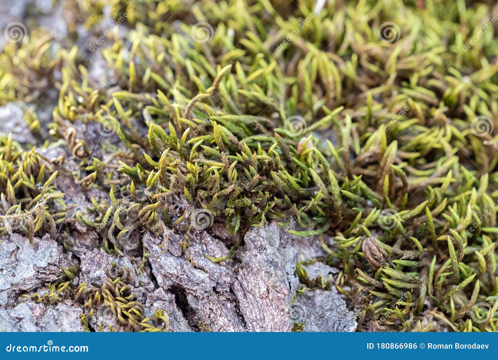 Green Moss Tree Bark Trunk Closeup Macro Mossy Log Wood Lichen Texture ...