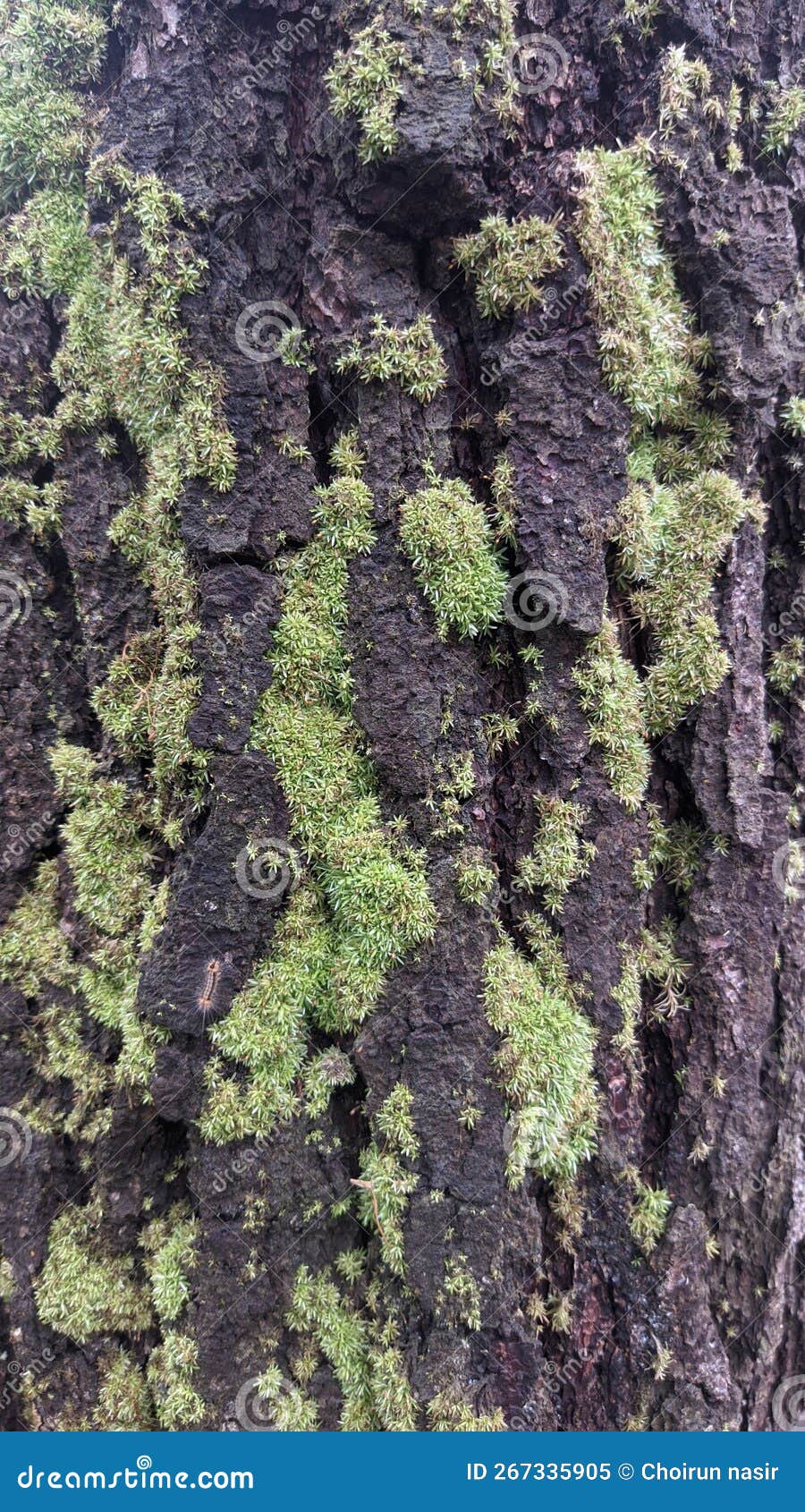 Moss Tree Tropic Wood Pine Abstrac Background Stock Image - Image of ...