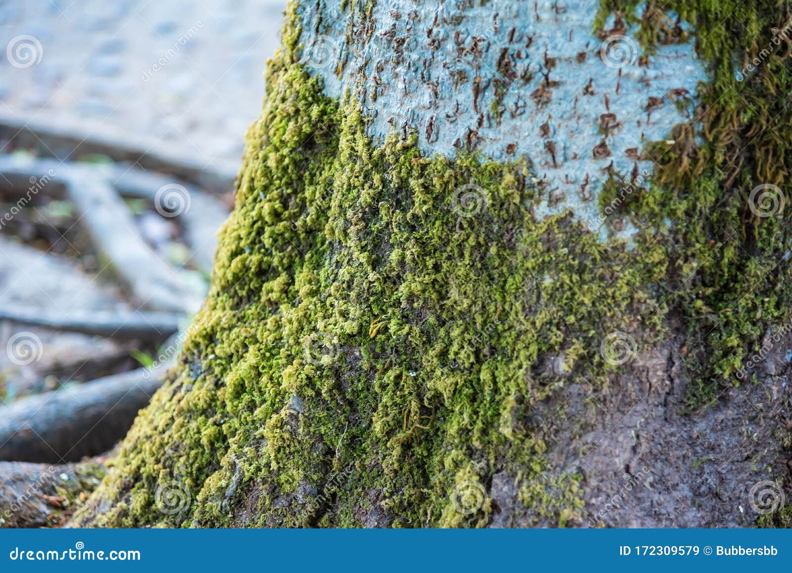 Moss on a tree trunk stock image. Image of rain, landscape - 172309579
