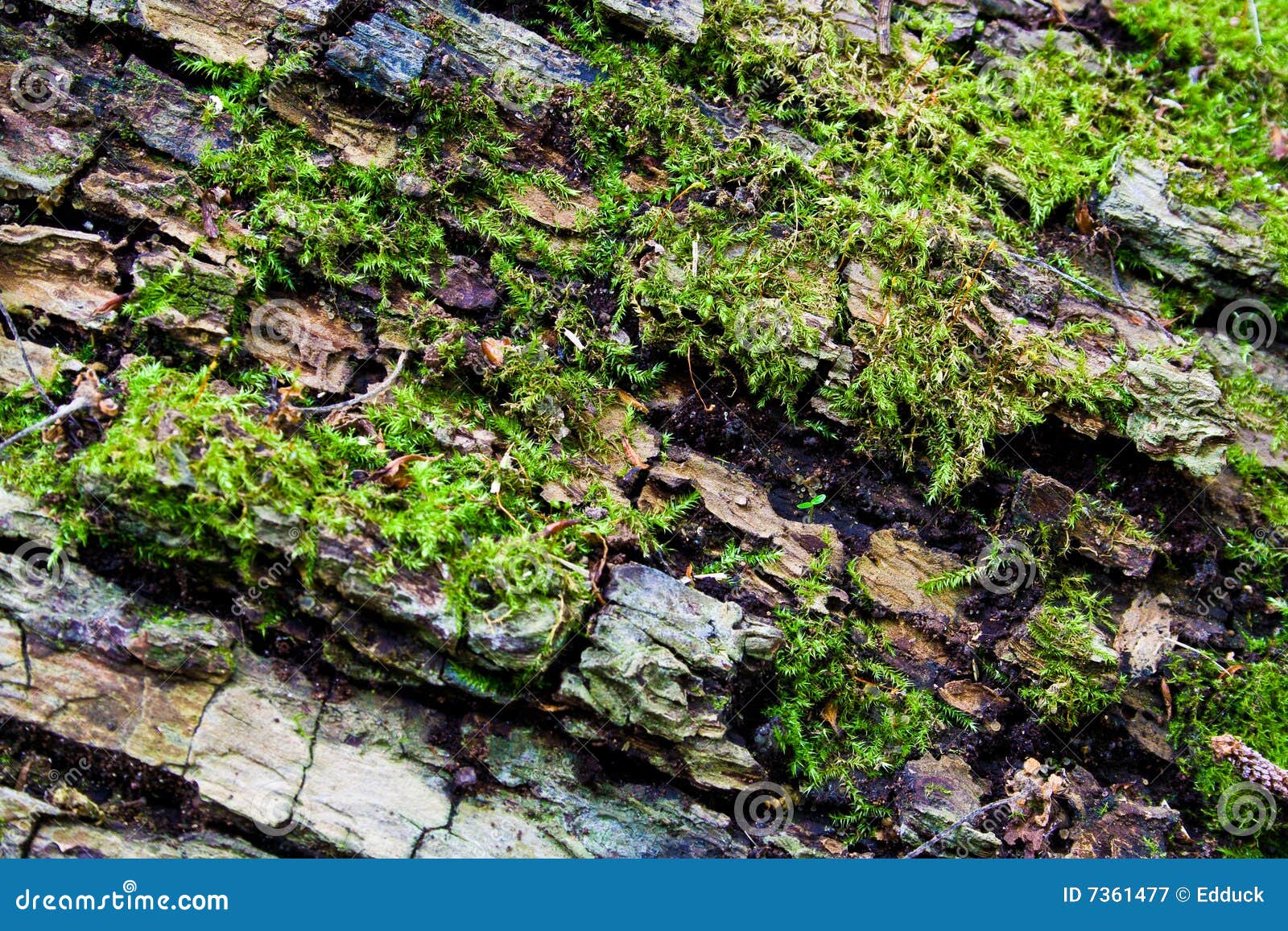 Moss on tree trunk stock image. Image of details, branch - 7361477