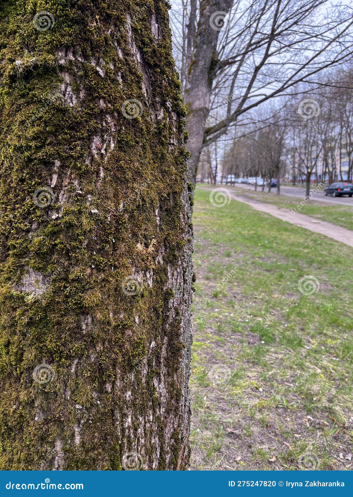 Moss on a Tree Trunk in the City Stock Photo - Image of tropical ...