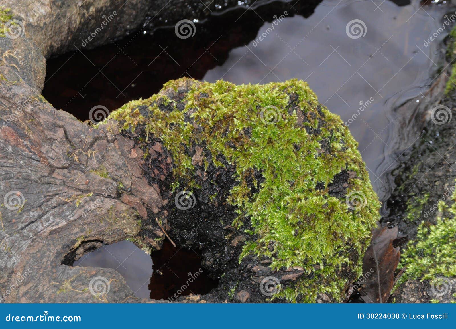 Moss on wood stock photo. Image of wild, water, green - 30224038