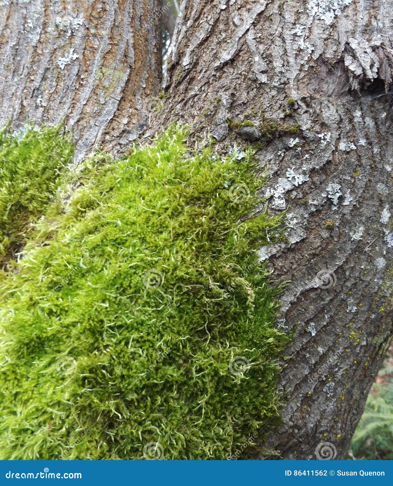 Moss on Tree Trunk stock photo. Image of moss, growing - 86411562