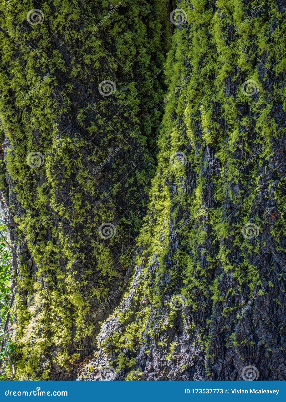 Moss on a tree trunk stock image. Image of trunk, possibles - 173537773