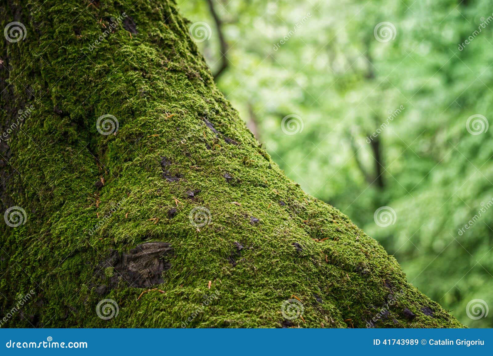 Moss on a tree trunk stock image. Image of mossy, mystical - 41743989