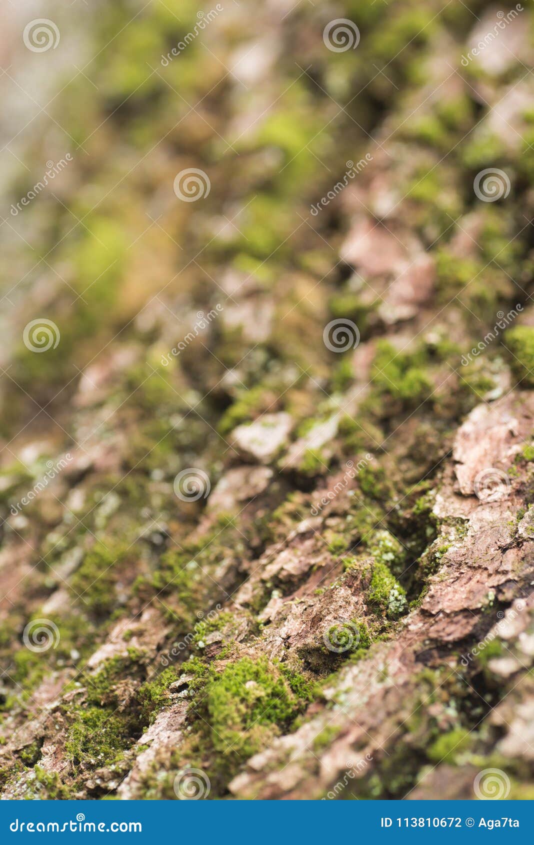 Moss on tree trunk macro stock photo. Image of detail - 113810672