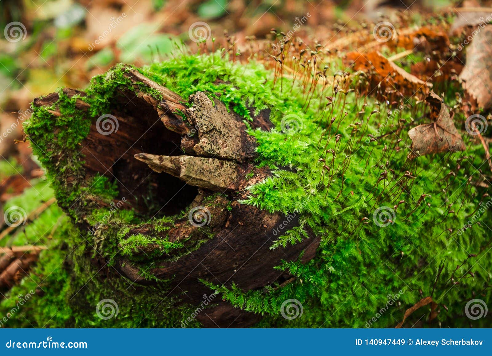 Moss on tree trunk stock image. Image of autumn, garden - 140947449