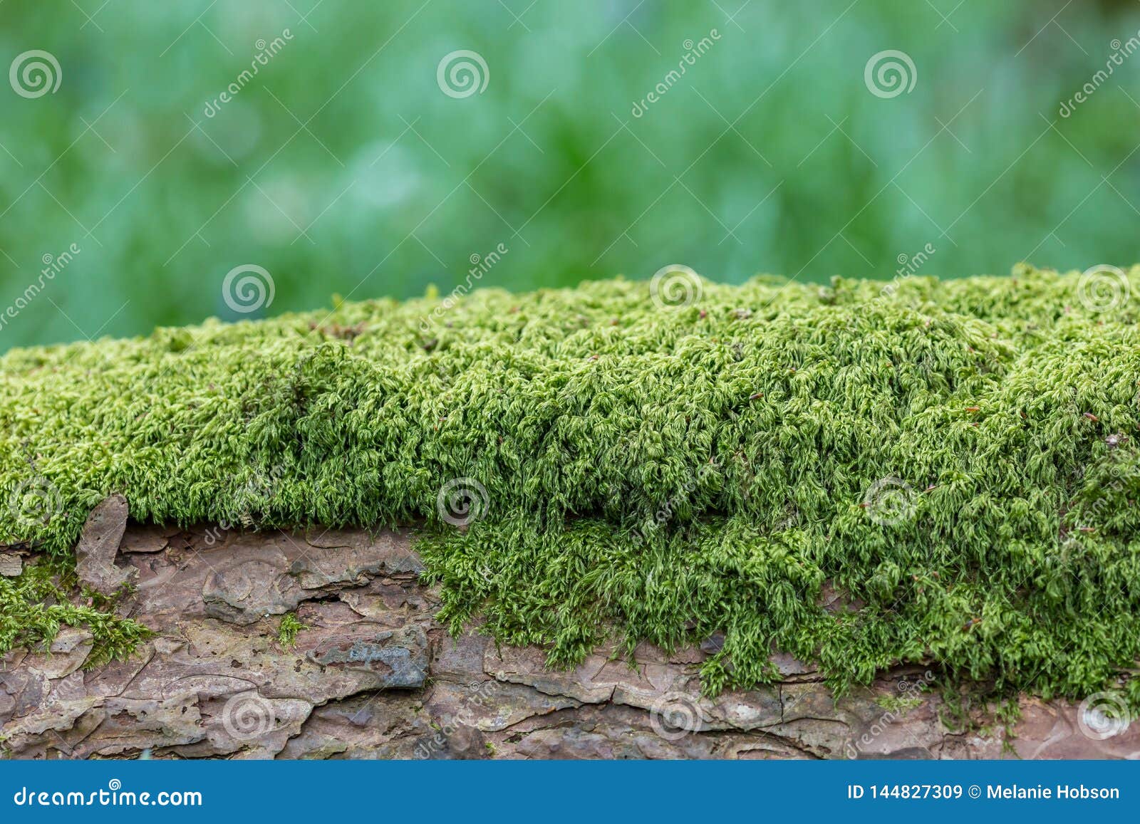 Moss on a Tree Trunk stock image. Image of botany, people - 144827309