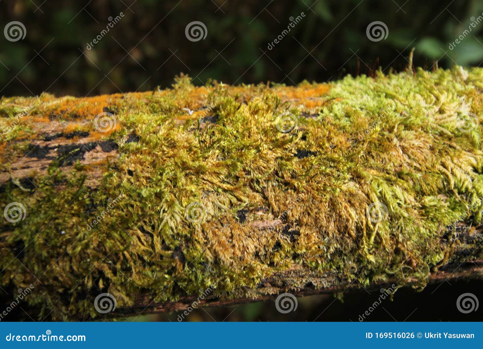 Moss on tree trunk stock photo. Image of nature, park - 169516026