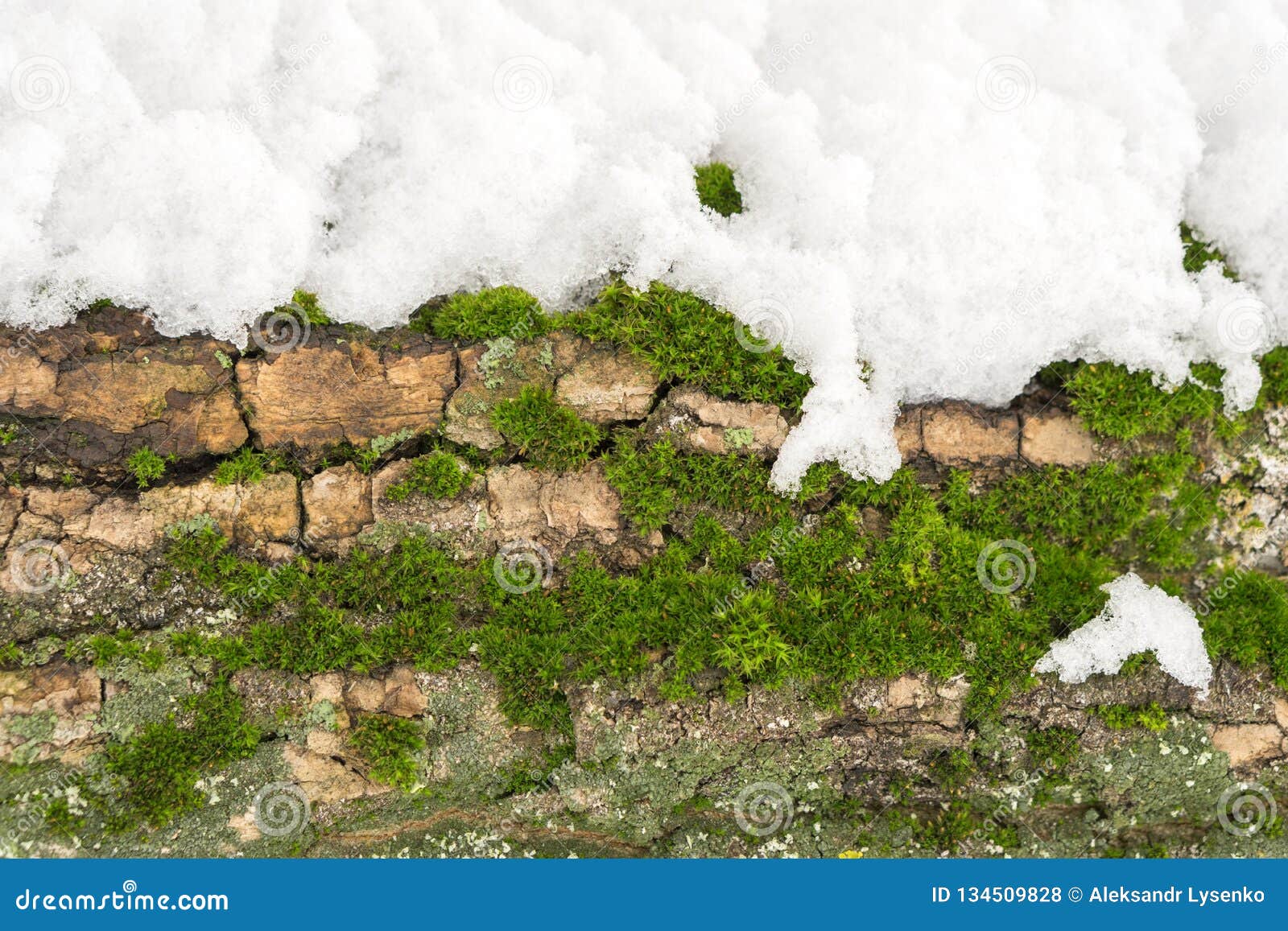 Moss on Tree Trunk Under the Snow, Background Image. Frozen Lichen with ...