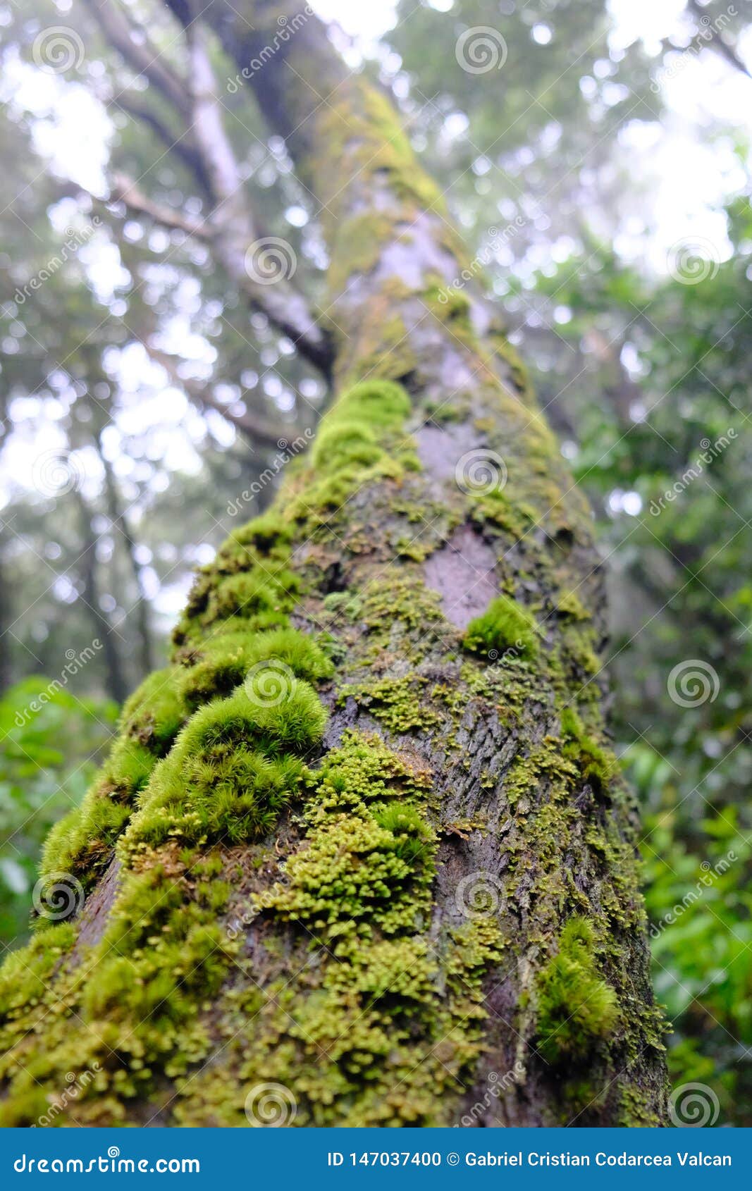 Moss on Tree Trunk View from Below Stock Photo - Image of tenerife ...
